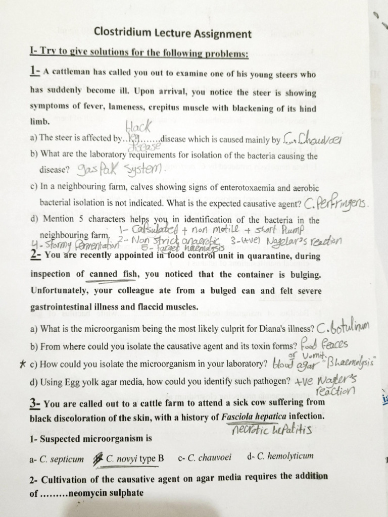 Ass. Clostridium Answer | PDF