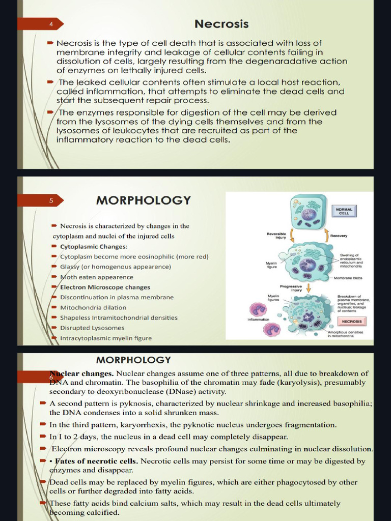 Apoptosis and Necrosis | PDF