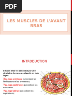 Muscles de l'avant-bras en détail | PDF | Main | Membres (anatomie)