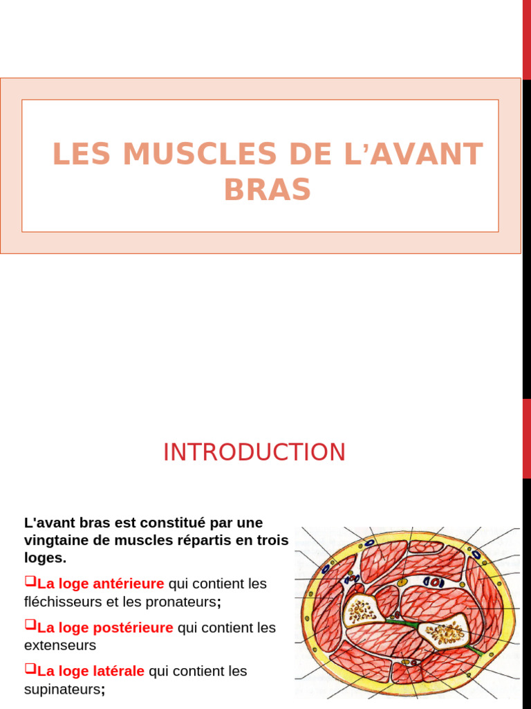 Anato1an19-Muscles Avant Bras | PDF | Tissu mou | Anatomie humaine