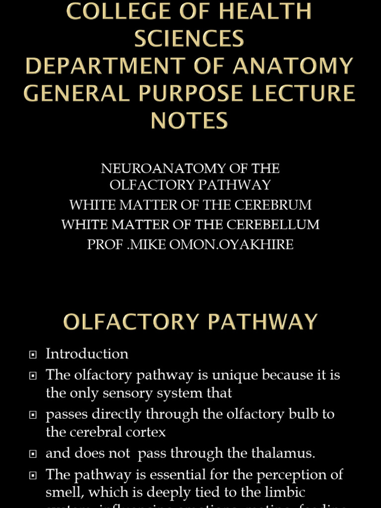College of Health Sciences Olf PW PDF | PDF | Olfactory System | Amygdala