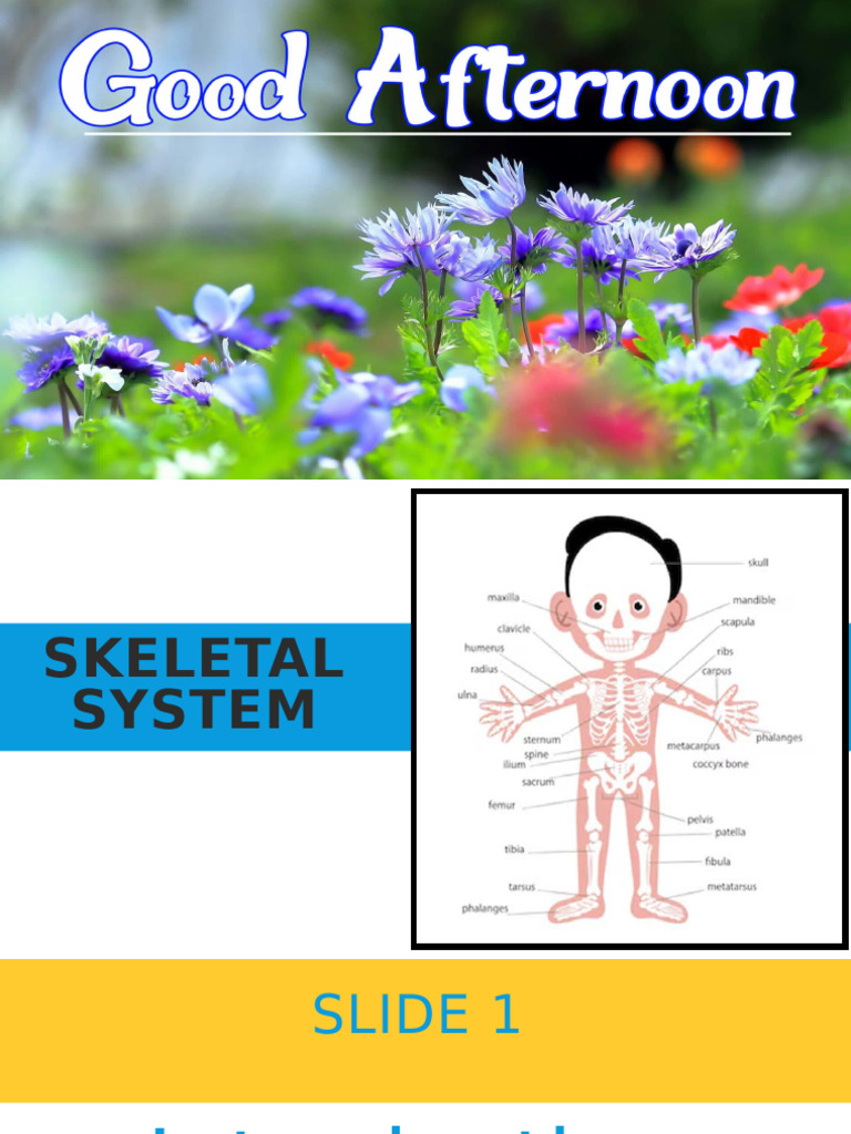 anomalies of skeletal system | PDF | Vertebral Column | Musculoskeletal ...