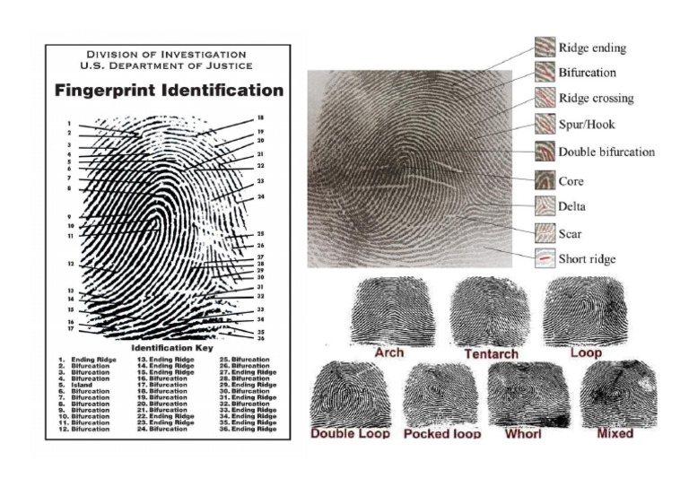 Fingerprint Classifications | PDF
