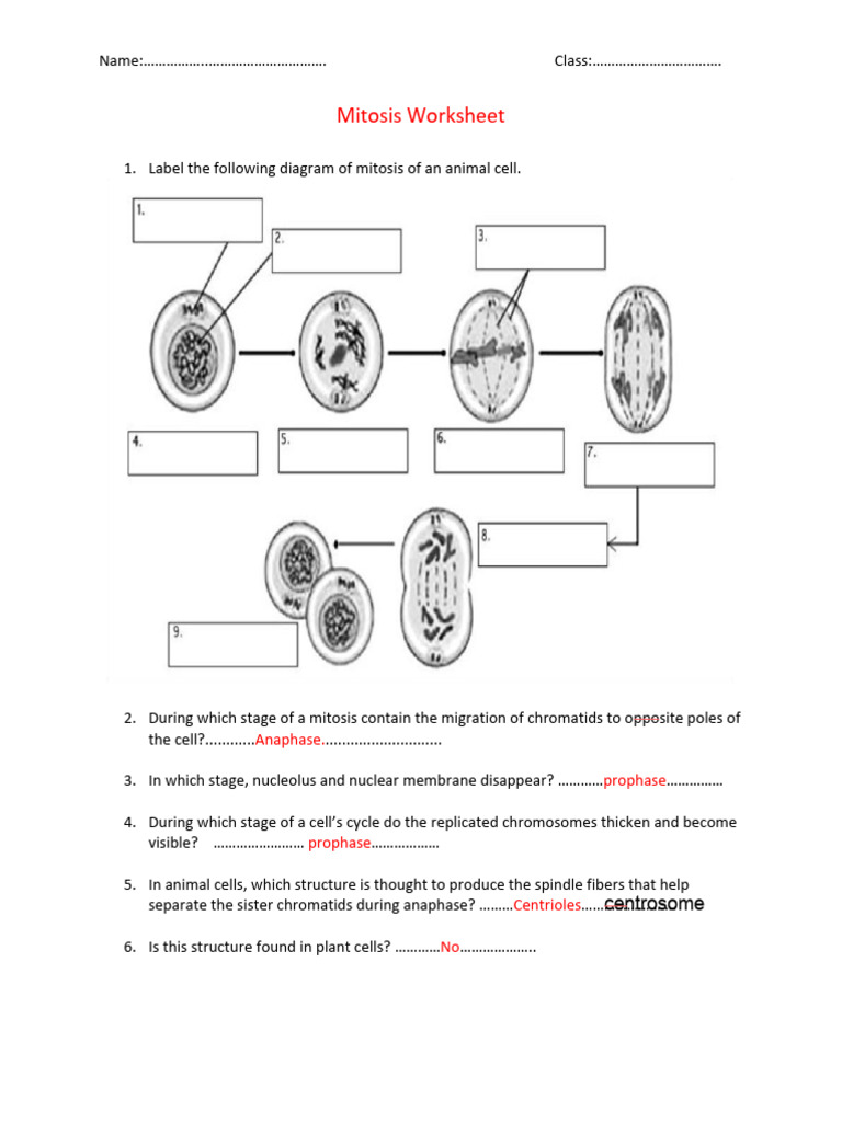 10tha Grade Key-Mitosis Worksheet-1. | PDF | Mitosis | Biology