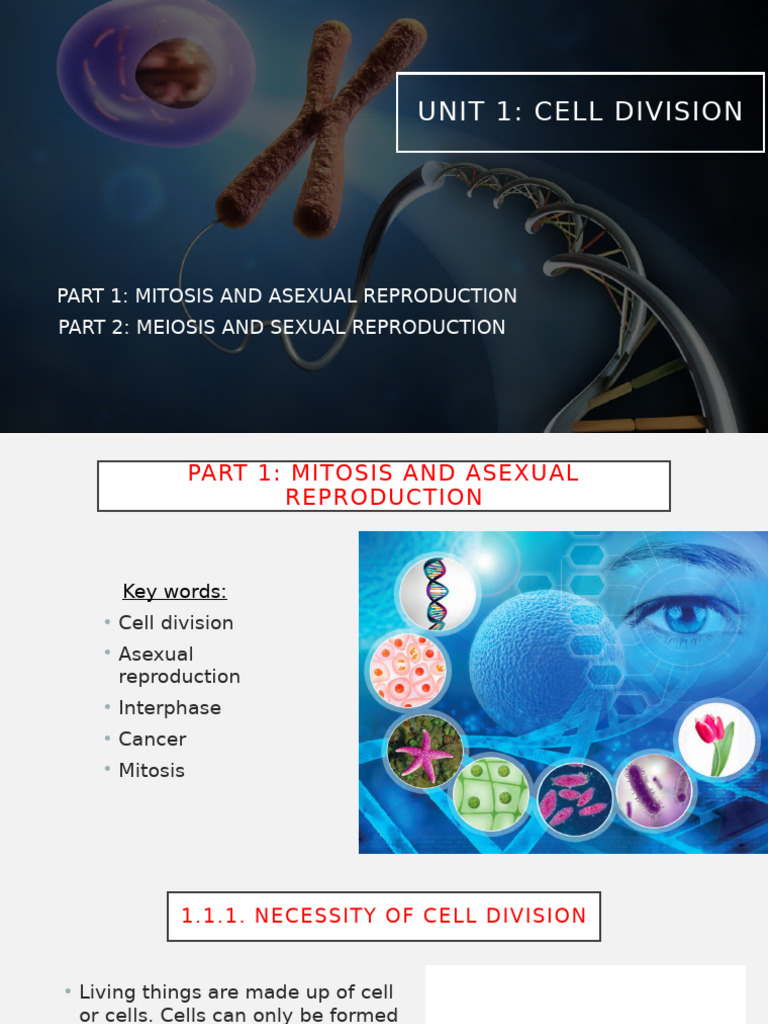 10th Grade Biology Unit-1 | PDF | Mitosis | Chromosome