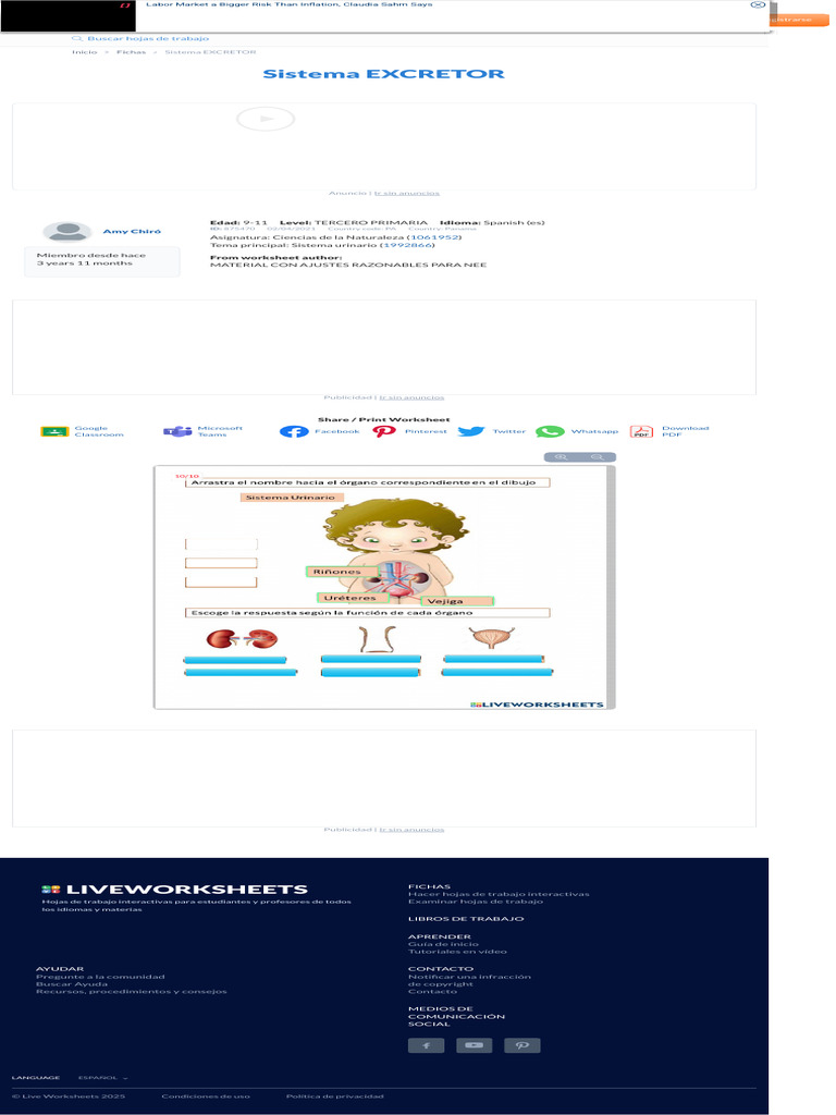 Sistema EXCRETOR Amy Chiró LiveWorksheets | PDF