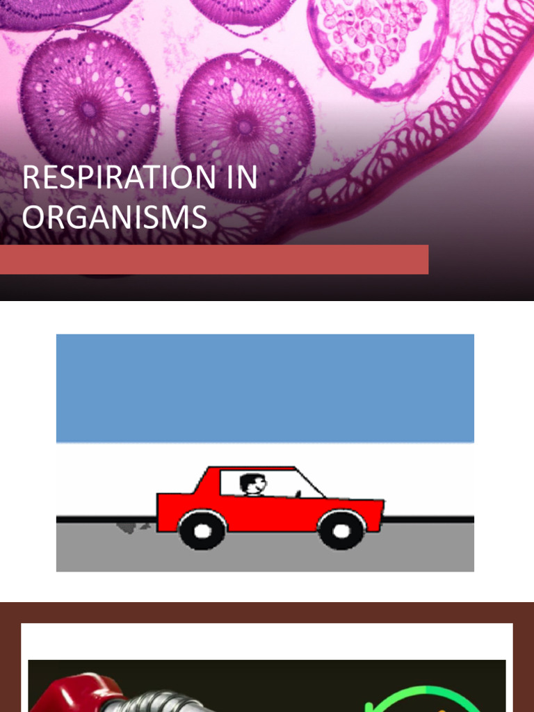Respiration in Organisms | PDF | Cellular Respiration | Breathing