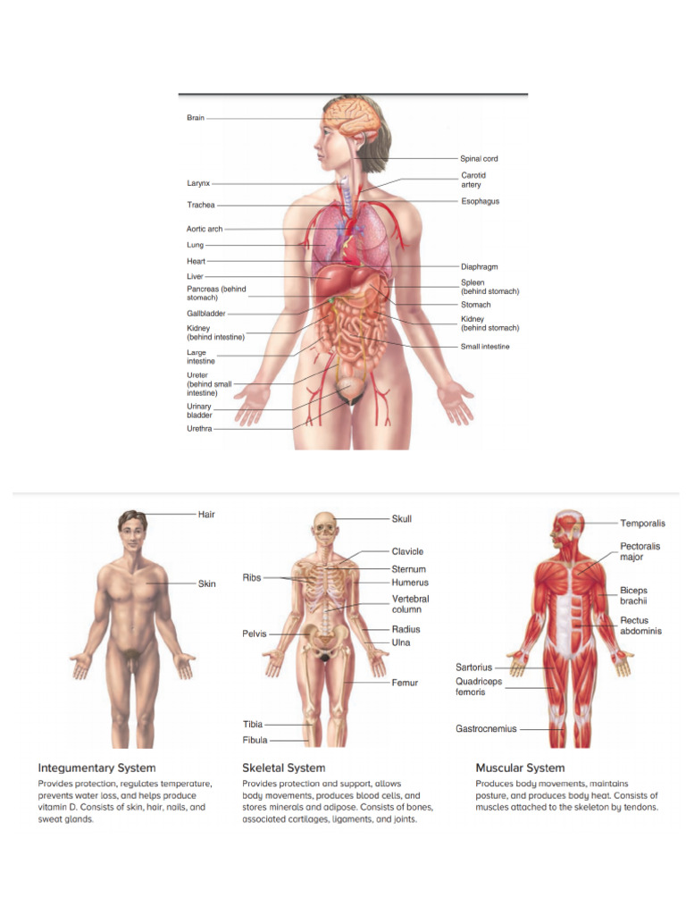 Body Systems | PDF