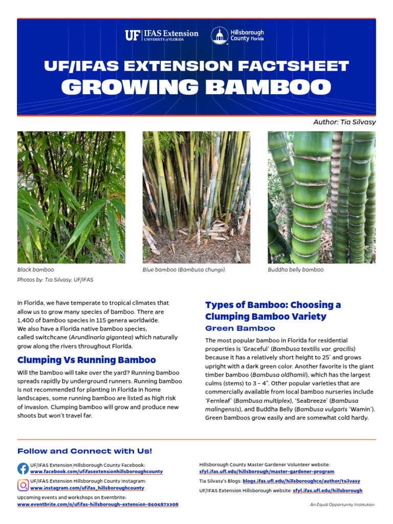 Growing Bamboo Fact Sheet | PDF | Bamboo | Botany