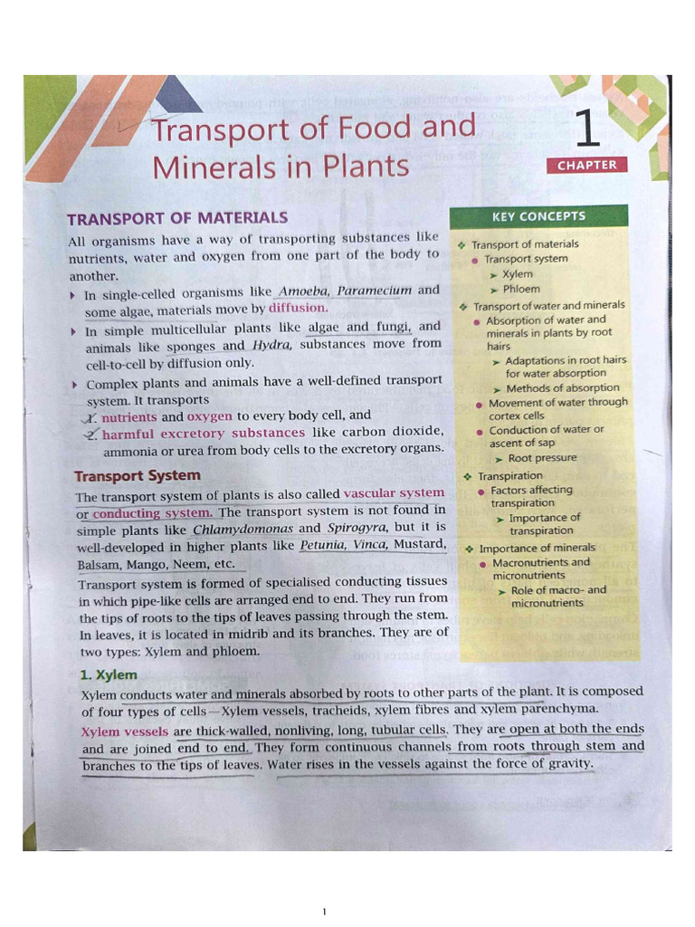 Transport of Food Chapter 1 Biology | PDF