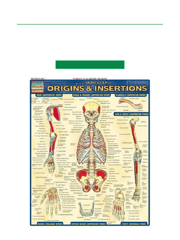 Muscular Origins & Insertions 1st Edition Full Text PDF | PDF | Human Leg | Thumb