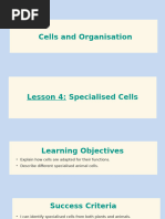 Specialised Animal Cells - Living Organisms - KS3 Biology - BBC ...