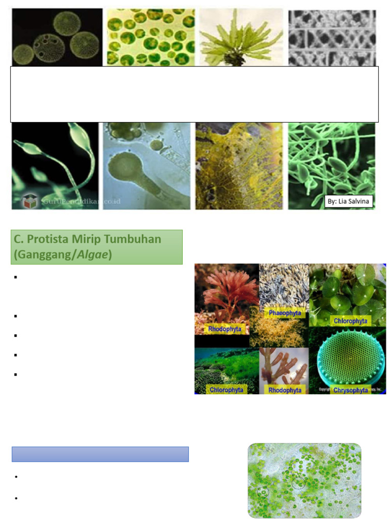 Protista Mirip Tumbuhan dan Contohnya | PDF