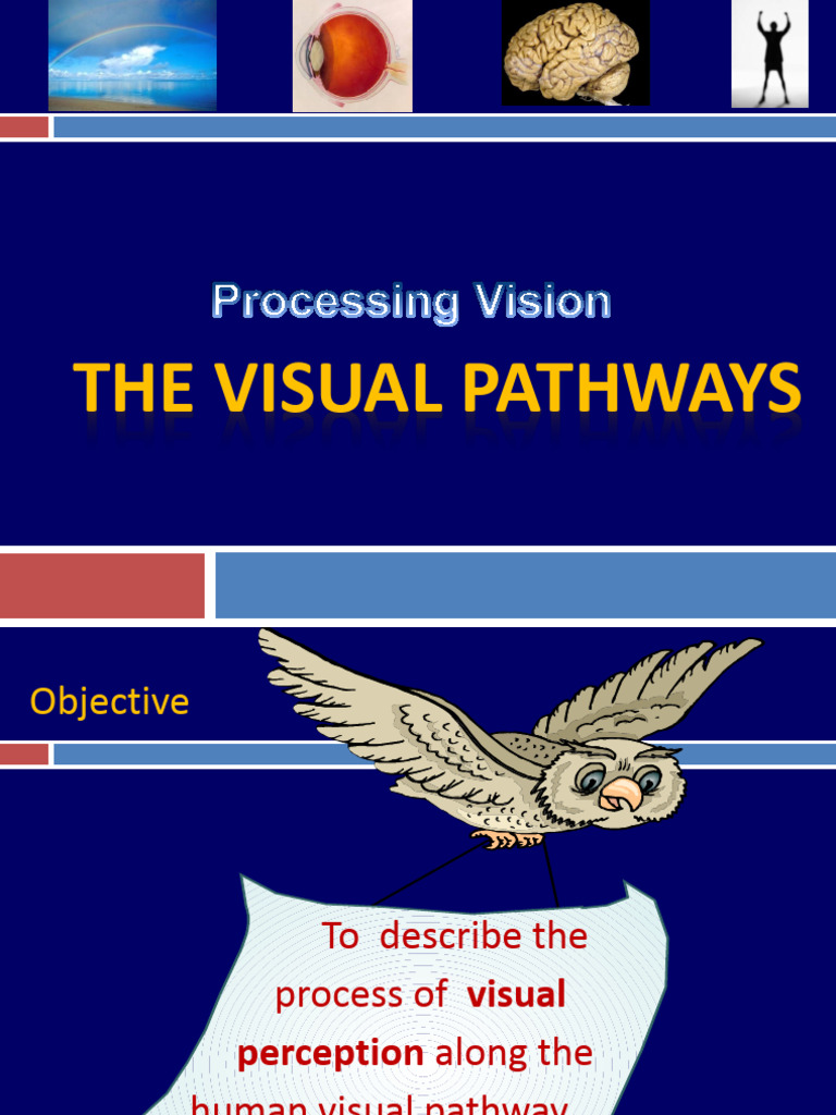 The Visual Pathway - Process and Defects | PDF | Visual System | Retina