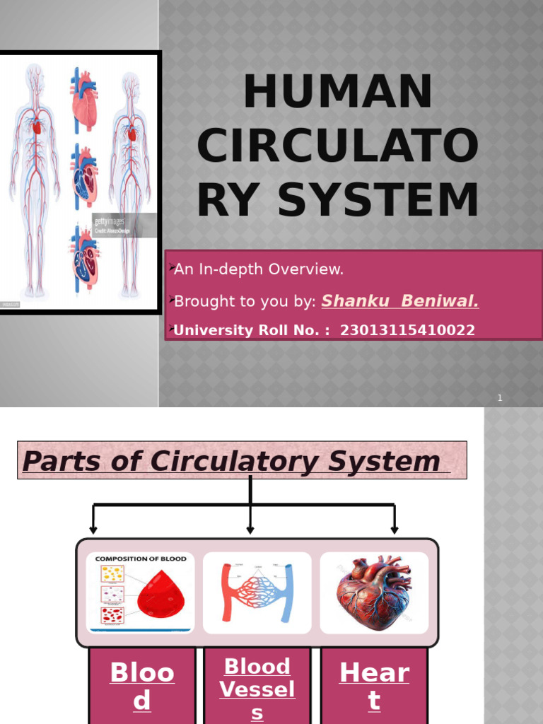 Overview of the Circulatory System | PDF | Blood Vessel | Heart