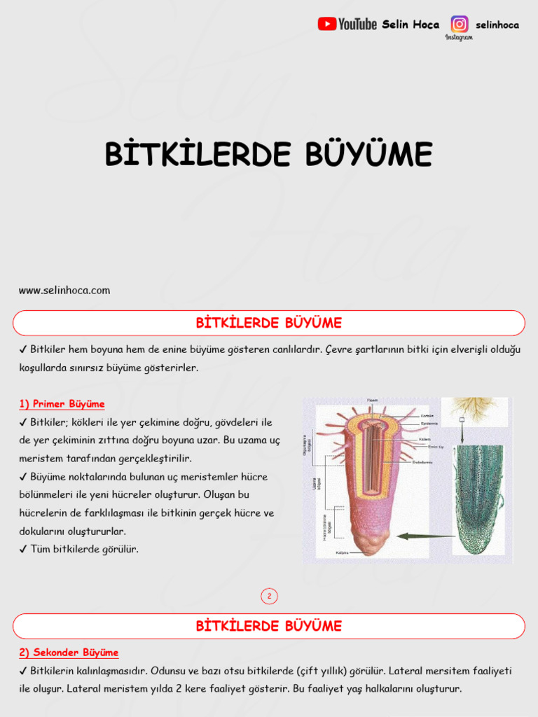 19) Bitkilerde Büyüme | PDF