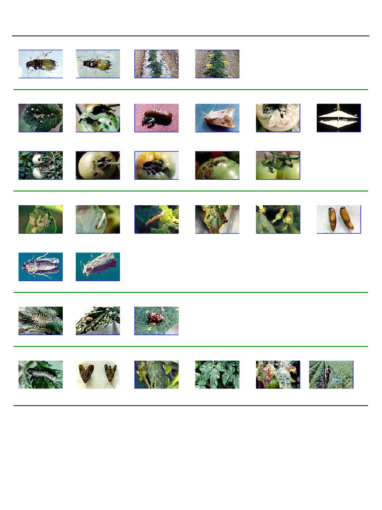 Tomato Insect Pests Overview | PDF
