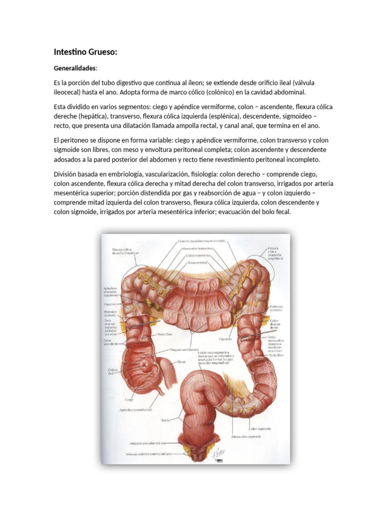 Anatomía y Función del Intestino Grueso | PDF | Intestino grueso | Abdomen