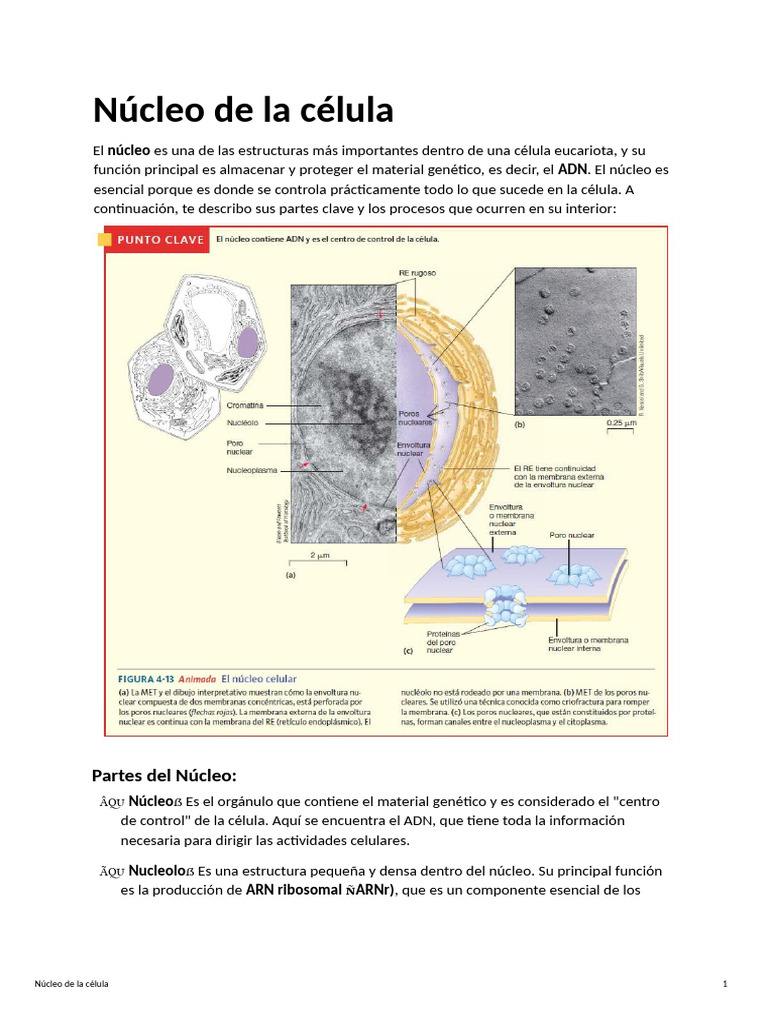 Nucleo de La Celula (1) | PDF | Nucleo celular | Rna