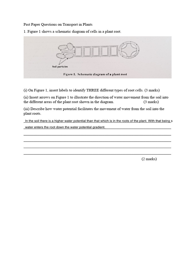 Past Paper: Plant Transport Questions | PDF | Tissue (Biology) | Root