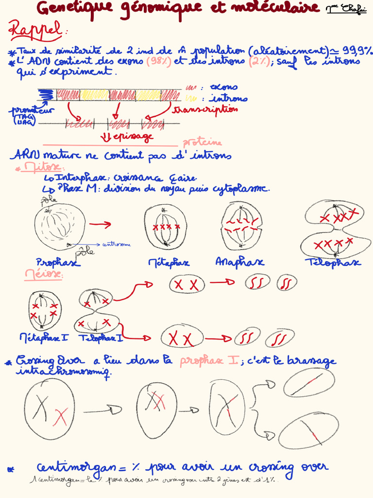 Génétique Moléculaire Et Génomique | PDF