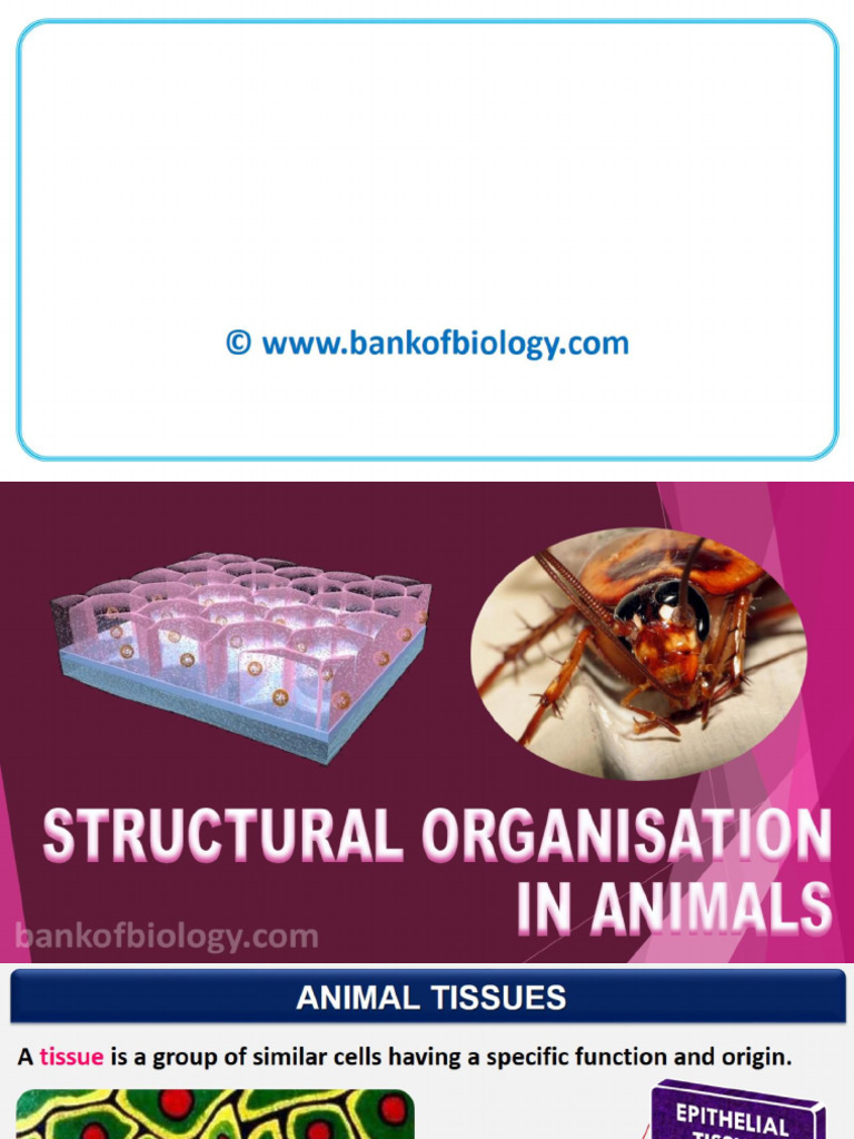 7 Structural Organisation in Animals | PDF