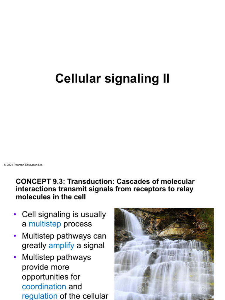 Lecture 9 - Cell Signaling II | PDF | Cell Signaling | Signal Transduction
