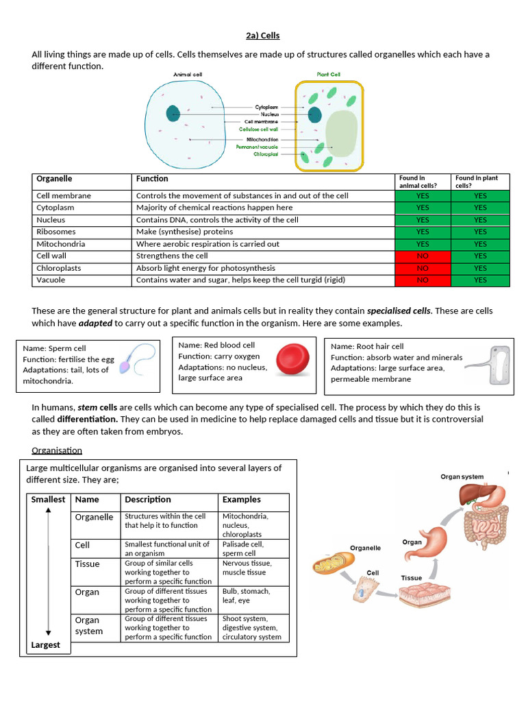 2.a) CellsandOrganisation 1 | PDF | Cell (Biology) | Tissue (Biology)