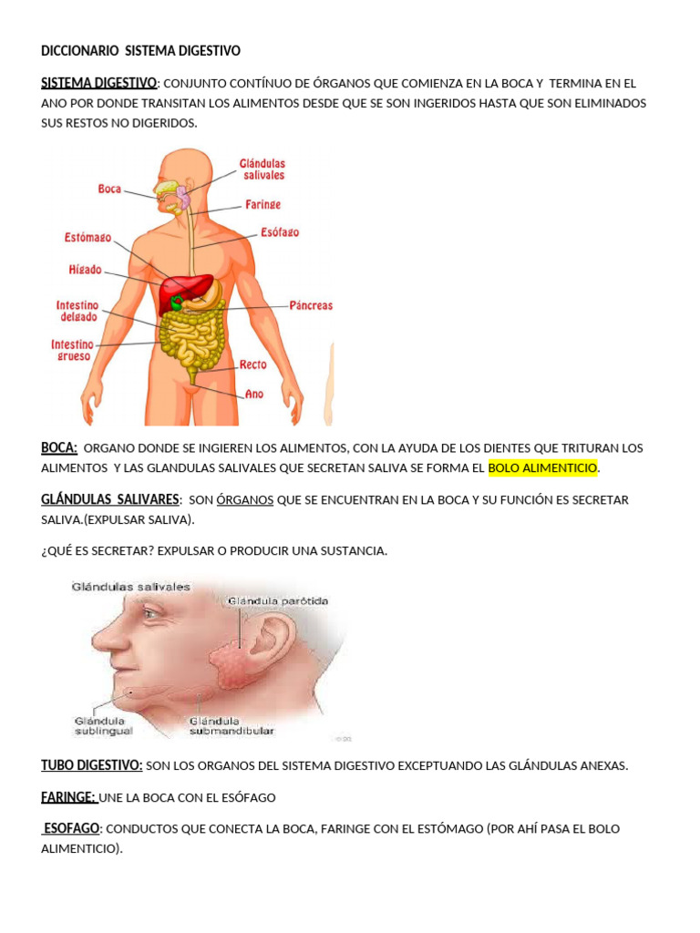 Diccionario Sistema Digestivo | PDF