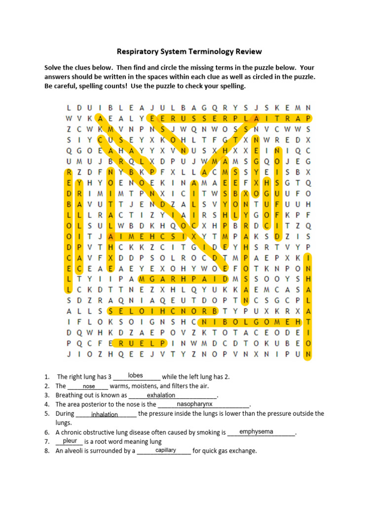 Respiratory System Terms Puzzle Guide | PDF | Lung | Respiratory System
