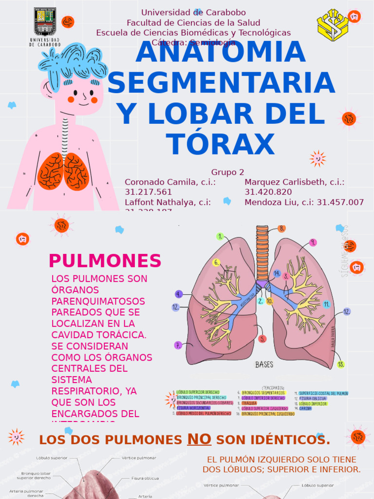 Anatomia Segmentaria y Lobar Del Tórax | PDF | Pulmón