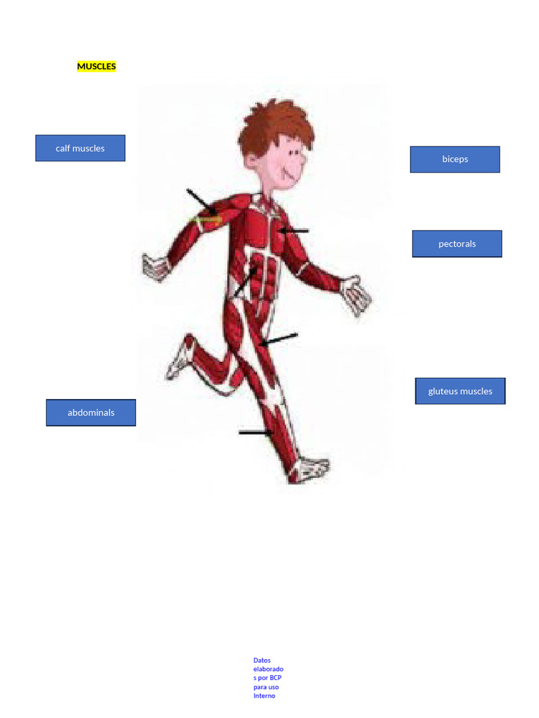 Examen - Science - MUSCLES | PDF