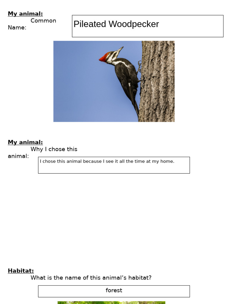 Animal Research Project Google Slides | PDF