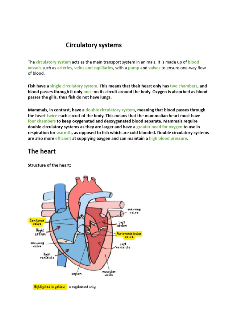 Summary Notes - Topic 9 Transport in Animals - CAIE Biology IGCSE | PDF ...
