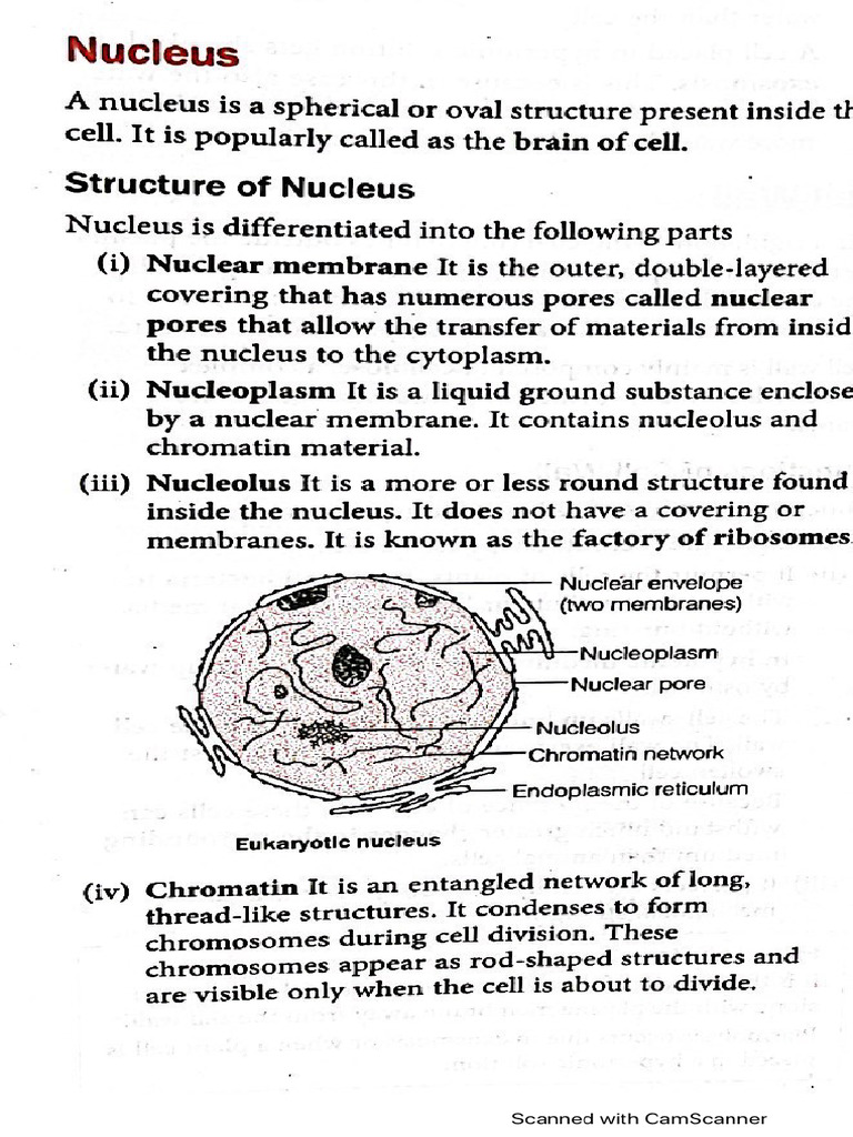 Cell Notes Part 2 - Class 9 | PDF