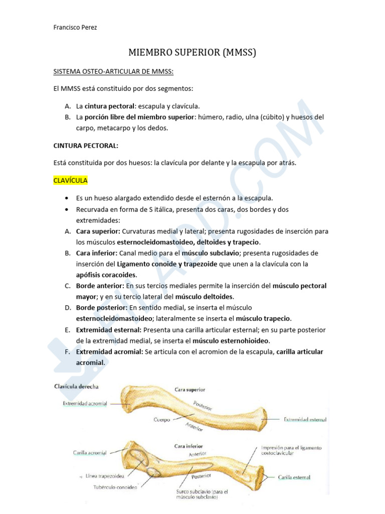 Resumen Anatomia - 2do Cuatrimestre | PDF | Articulación | Sistema musculoesquelético