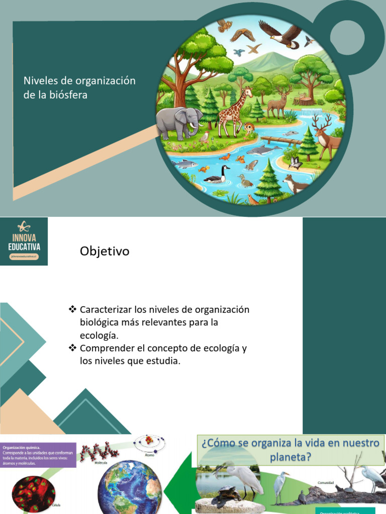 Clase 3_Niveles de organización | PDF | Ecología | Ecosistema