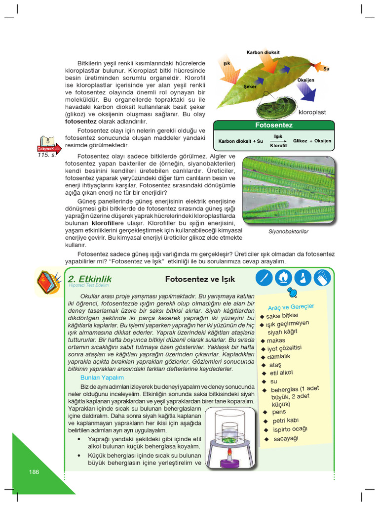 Fotosentez Deney | PDF