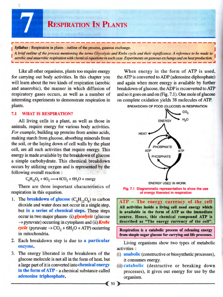 07-Respiration in Plants | PDF