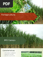 Manejo do Capim-Sudão BRS Estribo | PDF | Agricultura | Agronomia