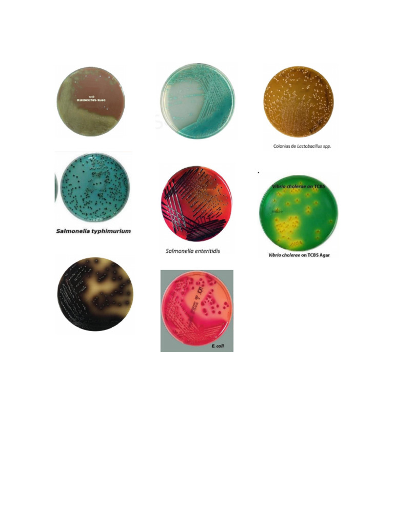 Bacter Imagenes | PDF