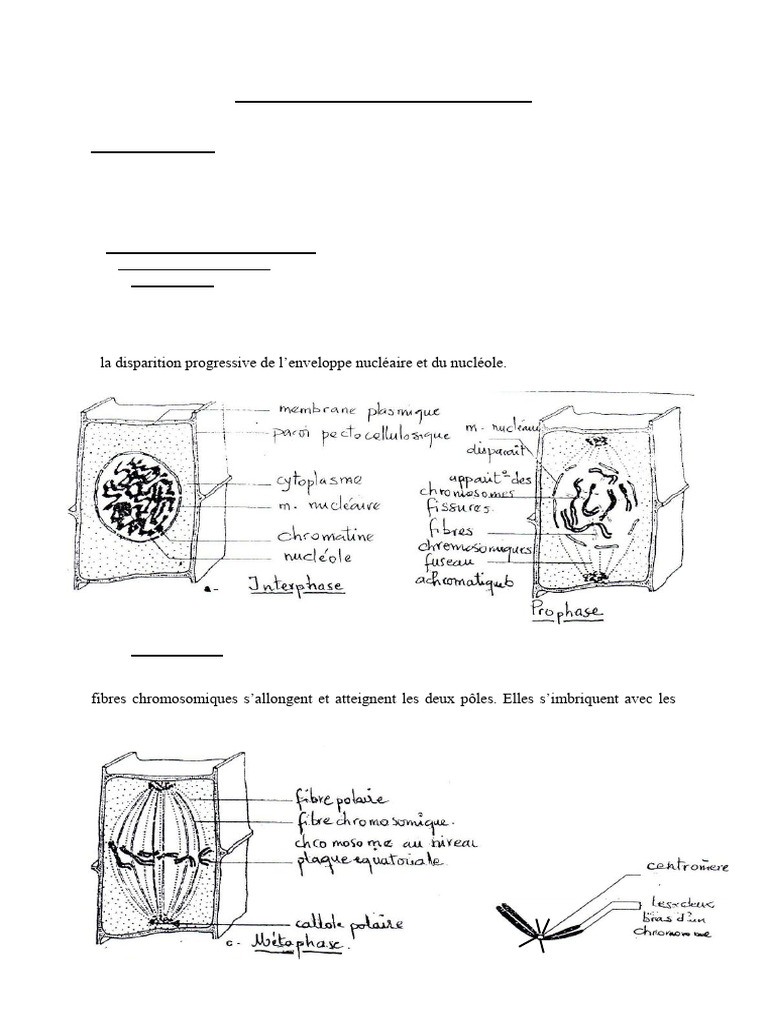 LA DIVISION CELLULAIRE OU MITOSE | PDF | Mitose | Chromosome