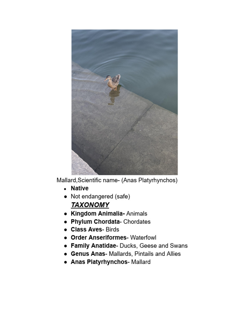 Mallard Biology | PDF