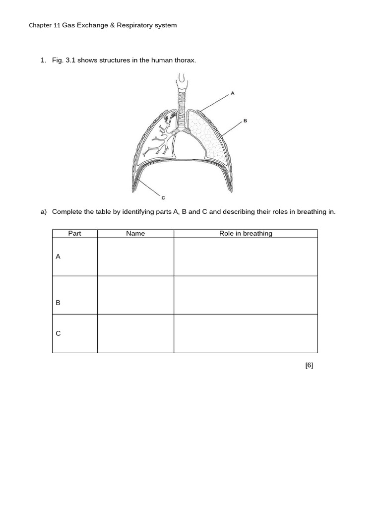 Gas Exchange Revision Sheet | PDF | Respiratory System | Breathing