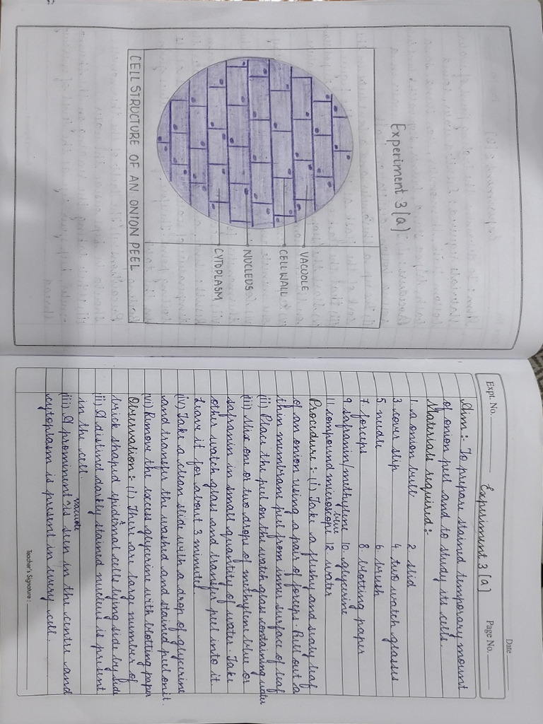 Class-9 Science Experiment - 3 | PDF