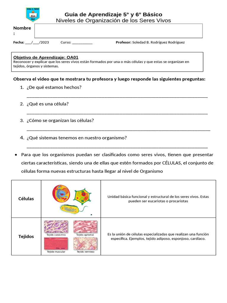 Guia Sistemas de Organizacion Seres Vivos Pauta | PDF | Tejido ...