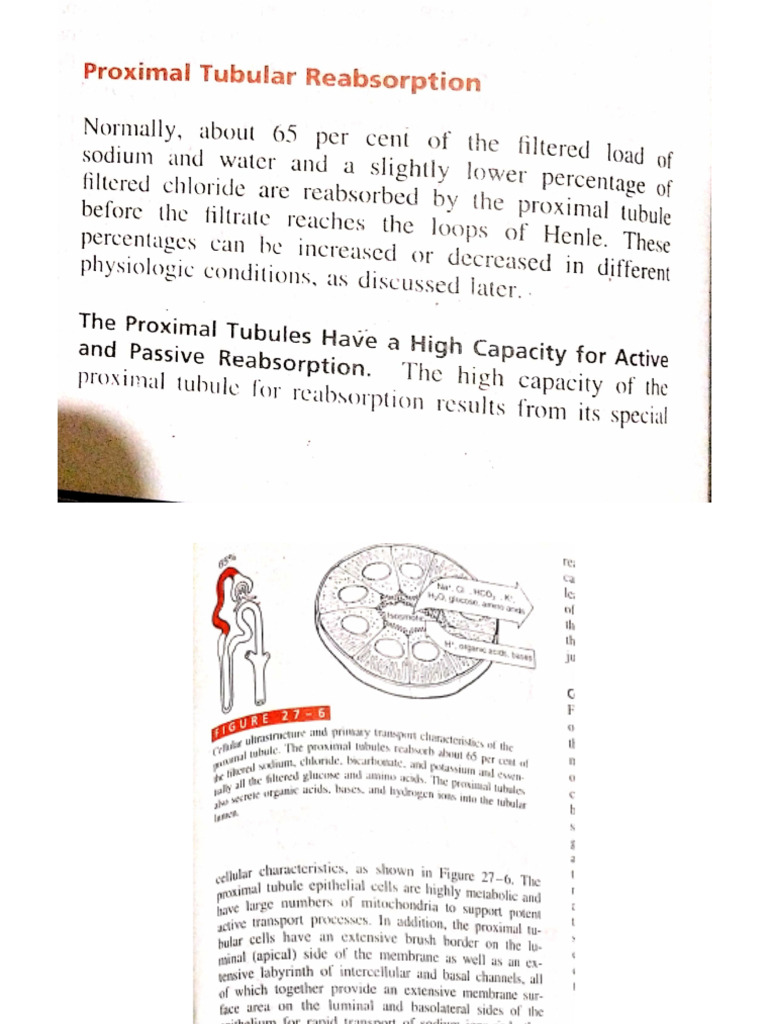 Proximal Tubular Reabsorption | PDF
