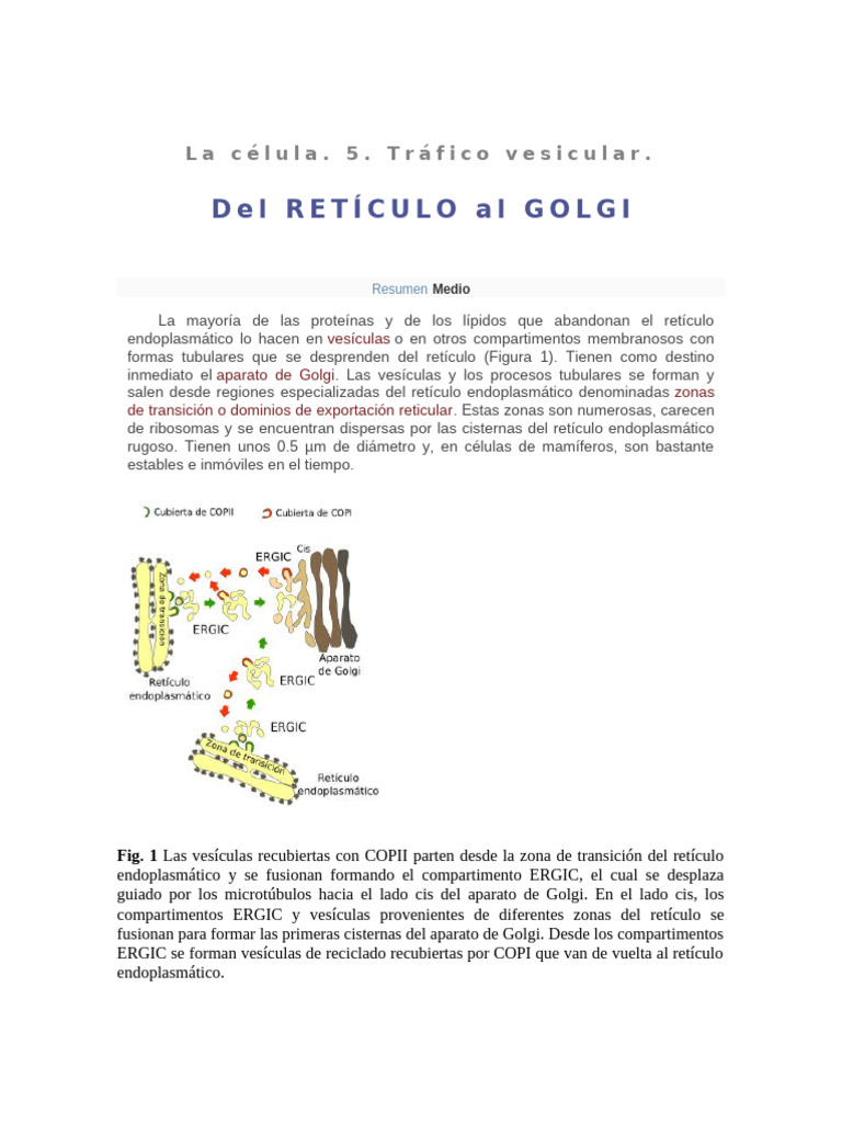 Tráfico Vesicular: COPI y COPII en Células | PDF | Retículo ...