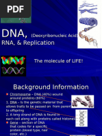 DNA Revision Worksheet For Grade 10 Students | PDF | Dna | Gene