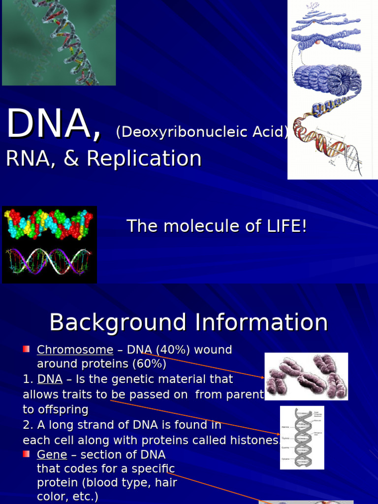 DNA, RNA, Replication, & Mutations | PDF | Dna | Rna